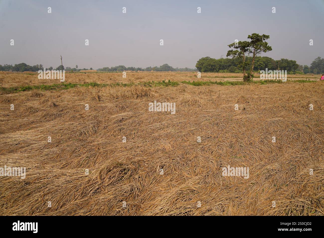 Paddy field with ripe crop plants flattened on the ground at a Santal ...