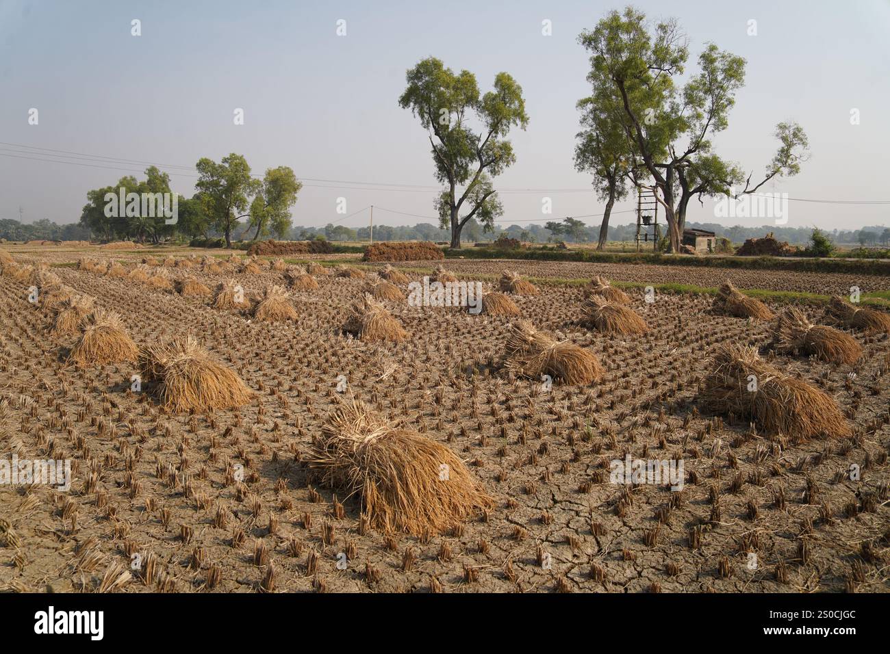 Paddy field with ripe crop plants flattened on the ground at a Santal ...