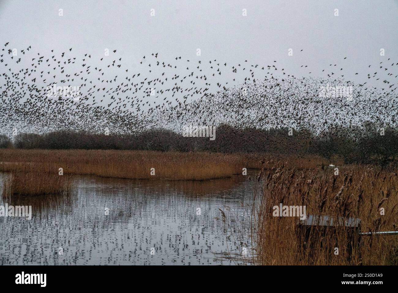 Starlings over Ham Wall - Somerset, UK, 26th December 2024 Stock Photo ...