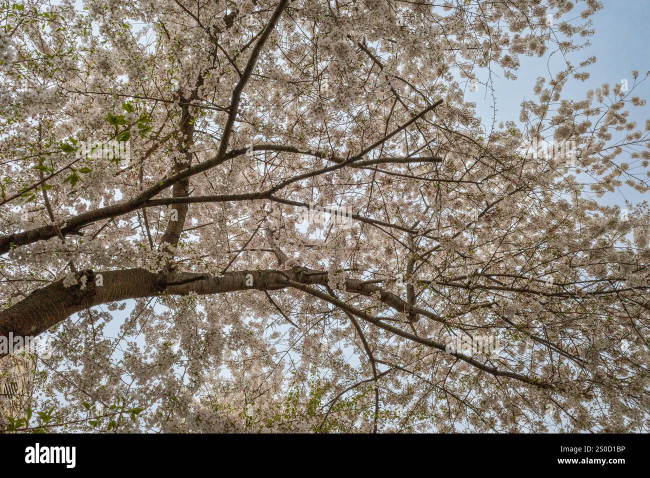 A tree in full bloom during spring, adorned with delicate white flowers ...