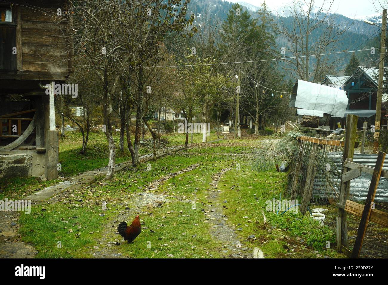 A farm chicken in the rural mountain village Stock Photo - Alamy