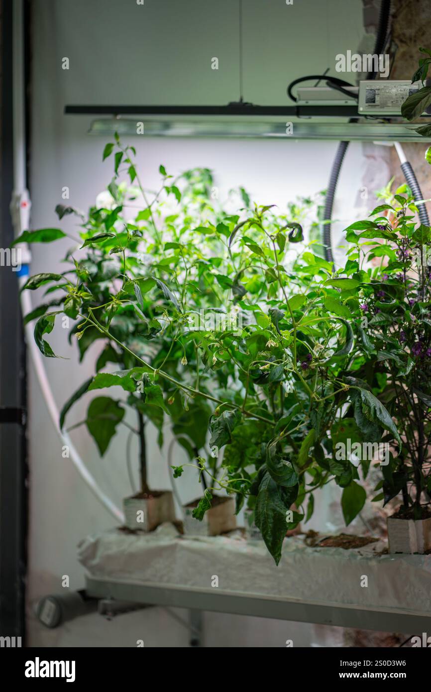 Hydroponic pepper plants grow under phyto lamps, thriving in soil free ...