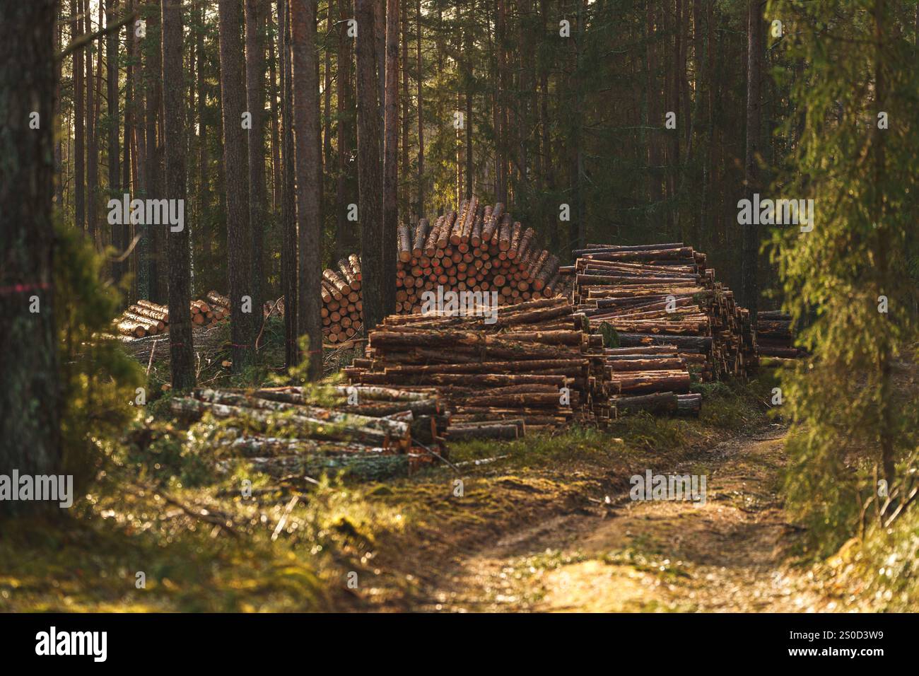 Harvested logs awaiting transport. The logging industry provides ...