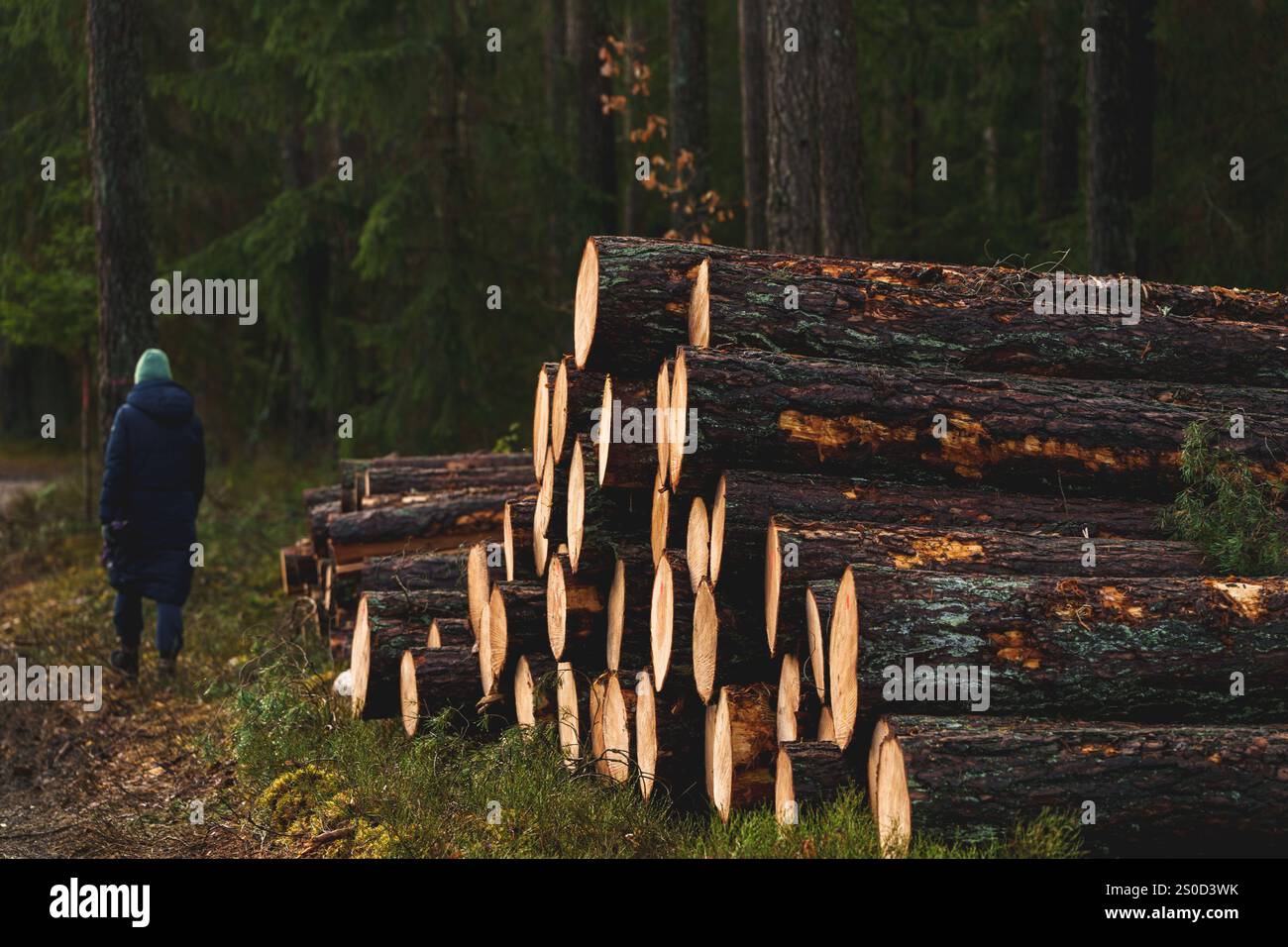 Harvested logs awaiting transport. The logging industry provides ...
