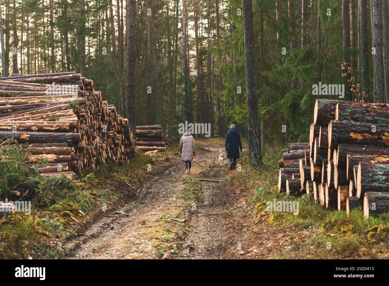 Harvested logs awaiting transport. The logging industry provides ...