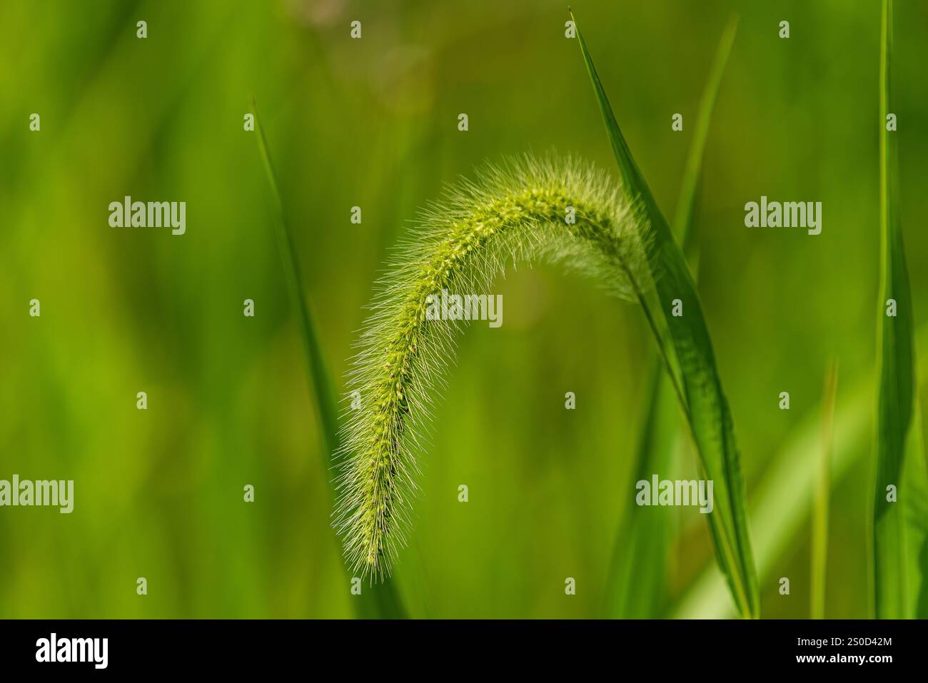 Chinese Foxtail Millet Stock Photo - Alamy