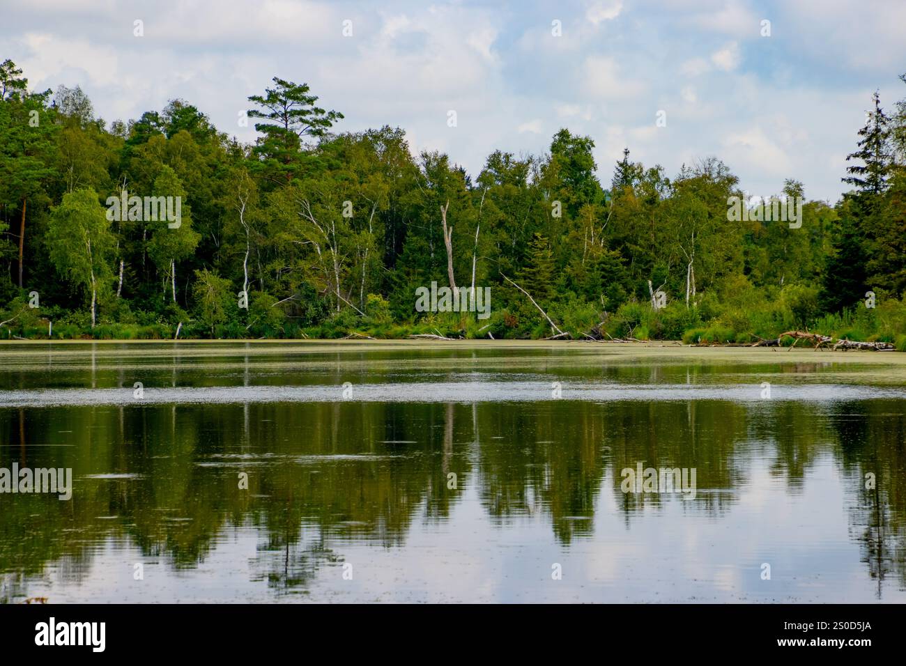 Peaceful forest view with a calm lake reflecting green trees and a ...