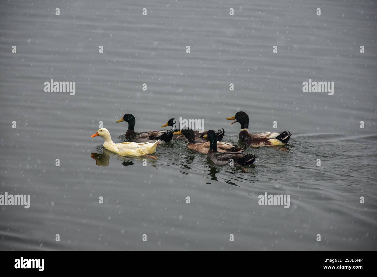 Duck float on the waters of Dal lake during seasons first snowfall in Srinagar, the summer ...