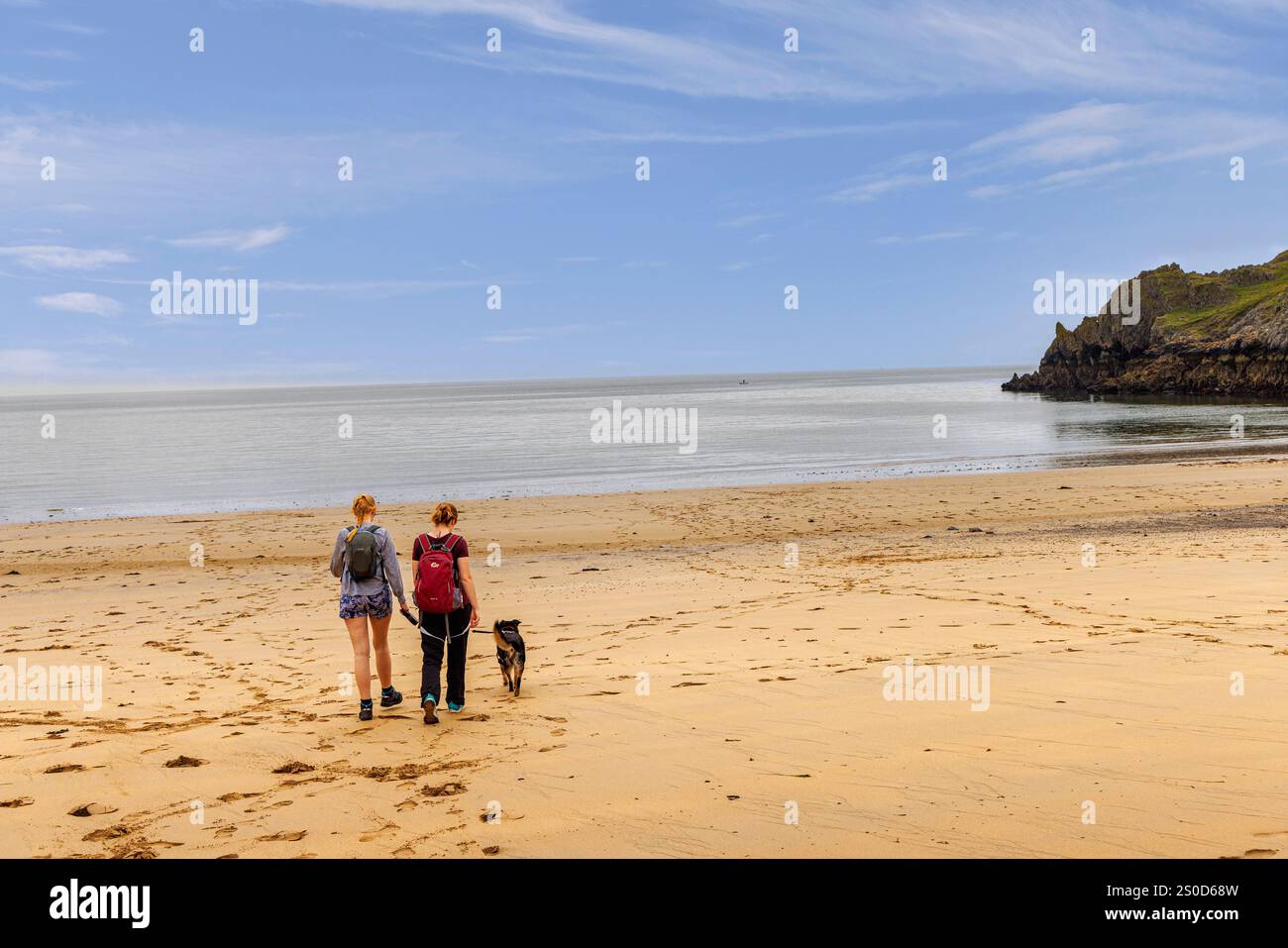 Walking dog on Barafundle Bay beach, Pembrokeshire, Wales, UK Stock ...