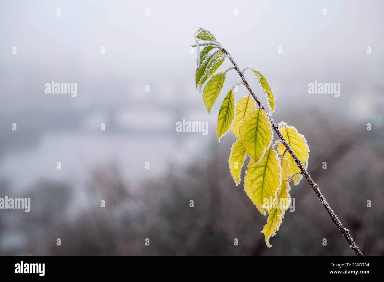 Leaves of a bush in Letenske sady in foggy and frosty weather, December ...