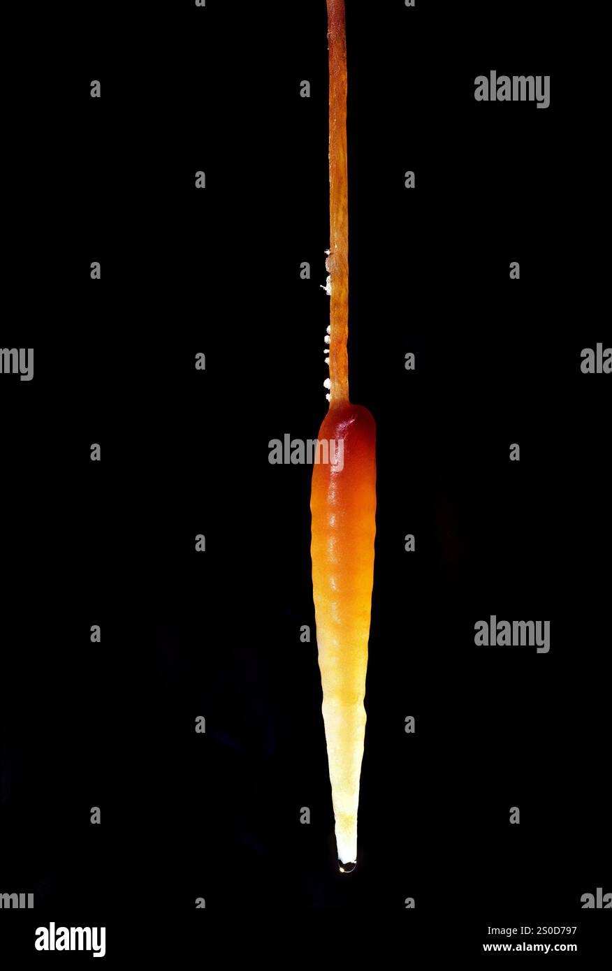 Carrot formation in a Mendip cave, England, UK Stock Photo - Alamy