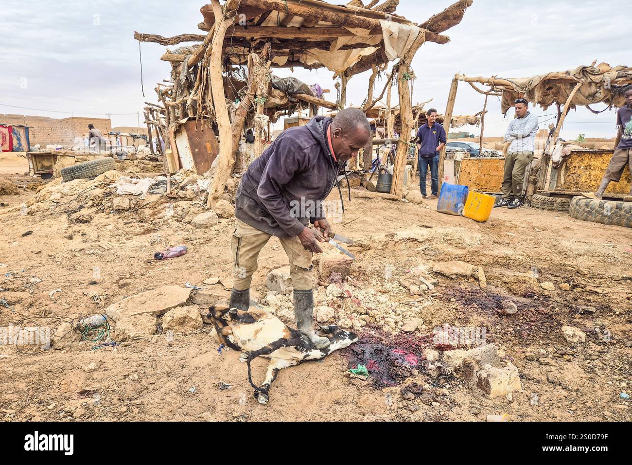 Mauritania, Atar, goat market, goat slaughter Stock Photo - Alamy