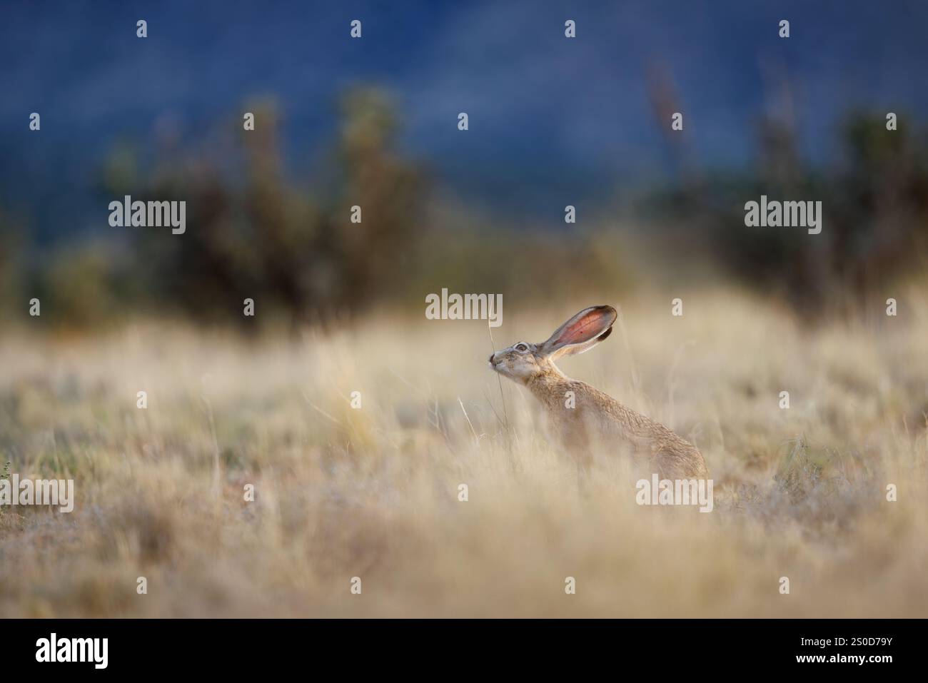 Black-tailed Jackrabbit, Socorro county, New Mexico, USA Stock Photo ...