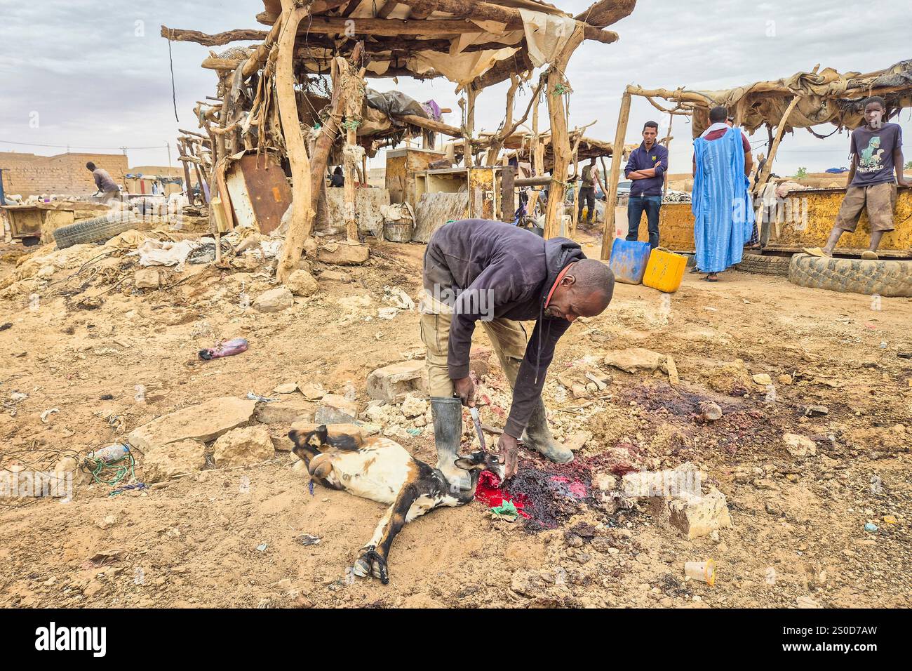 Mauritania, Atar, goat market, goat slaughter Stock Photo - Alamy