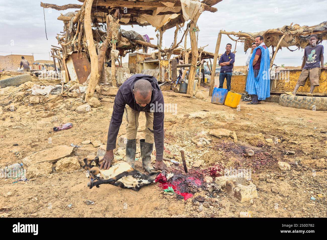 Mauritania, Atar, goat market, goat slaughter Stock Photo - Alamy