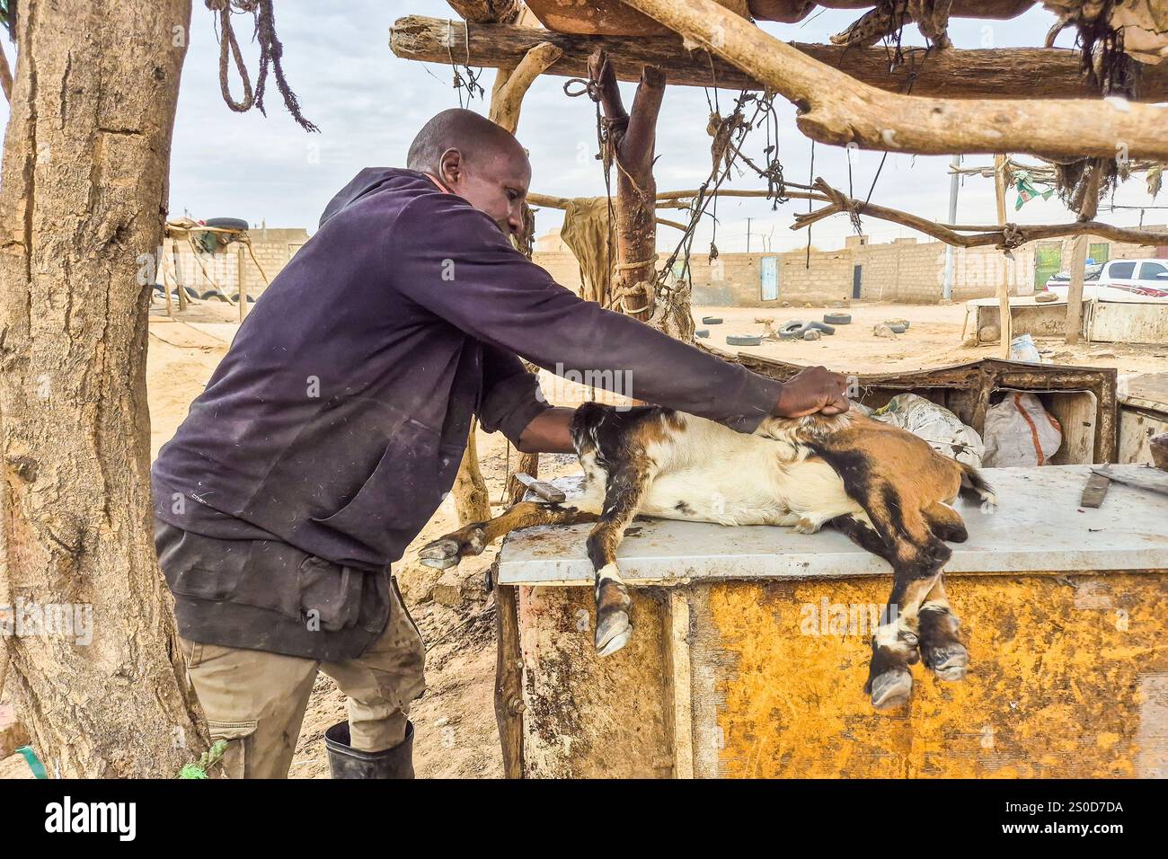 Mauritania, Atar, goat market, goat slaughter Stock Photo - Alamy