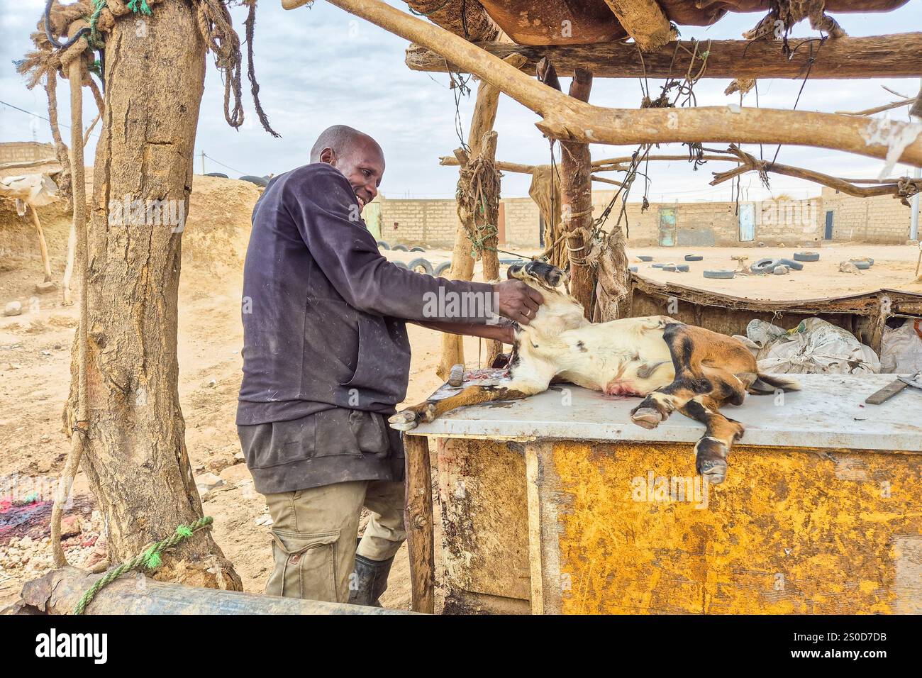 Mauritania, Atar, goat market, goat slaughter Stock Photo - Alamy