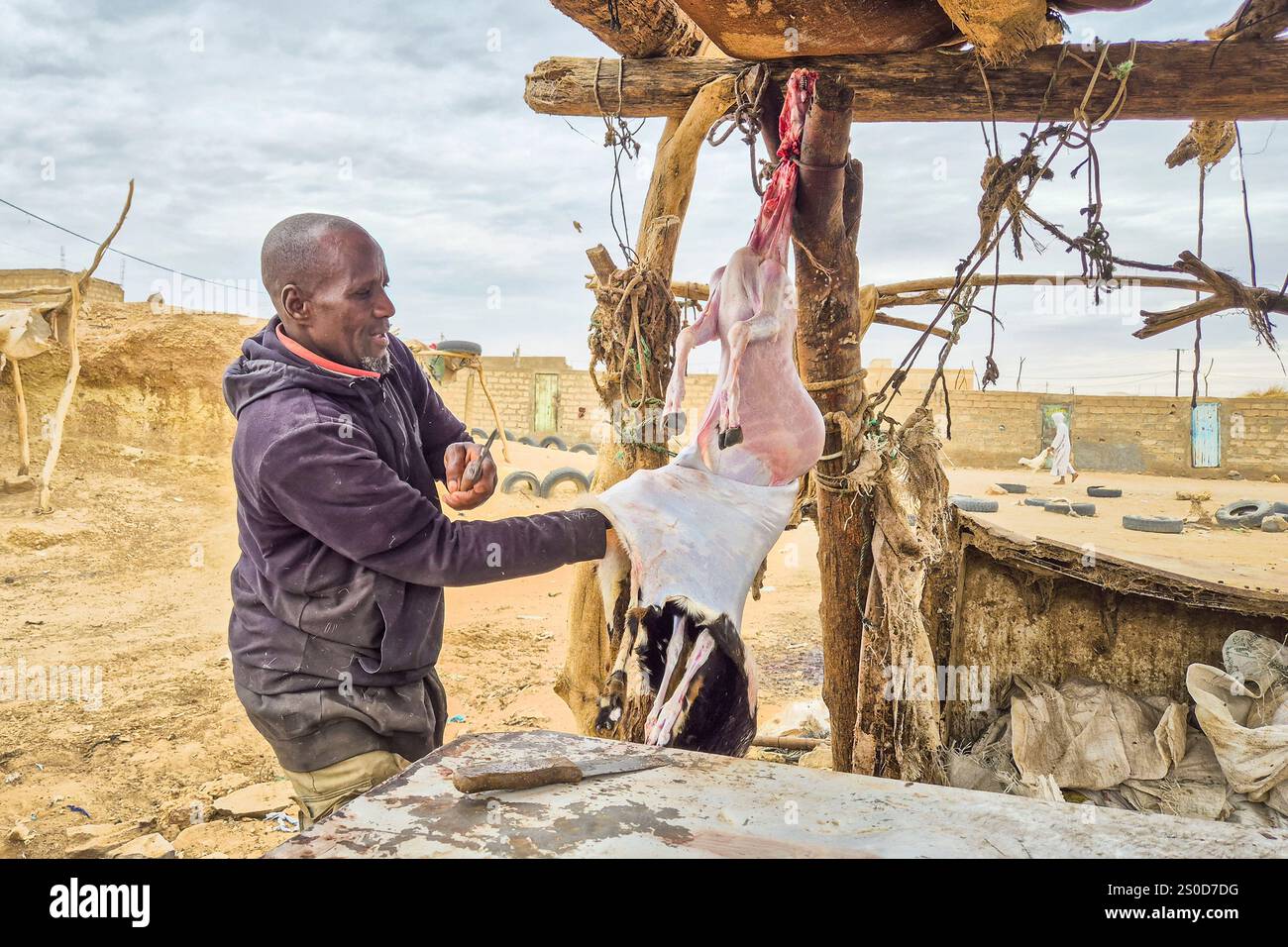 Mauritania, Atar, goat market, goat slaughter Stock Photo - Alamy