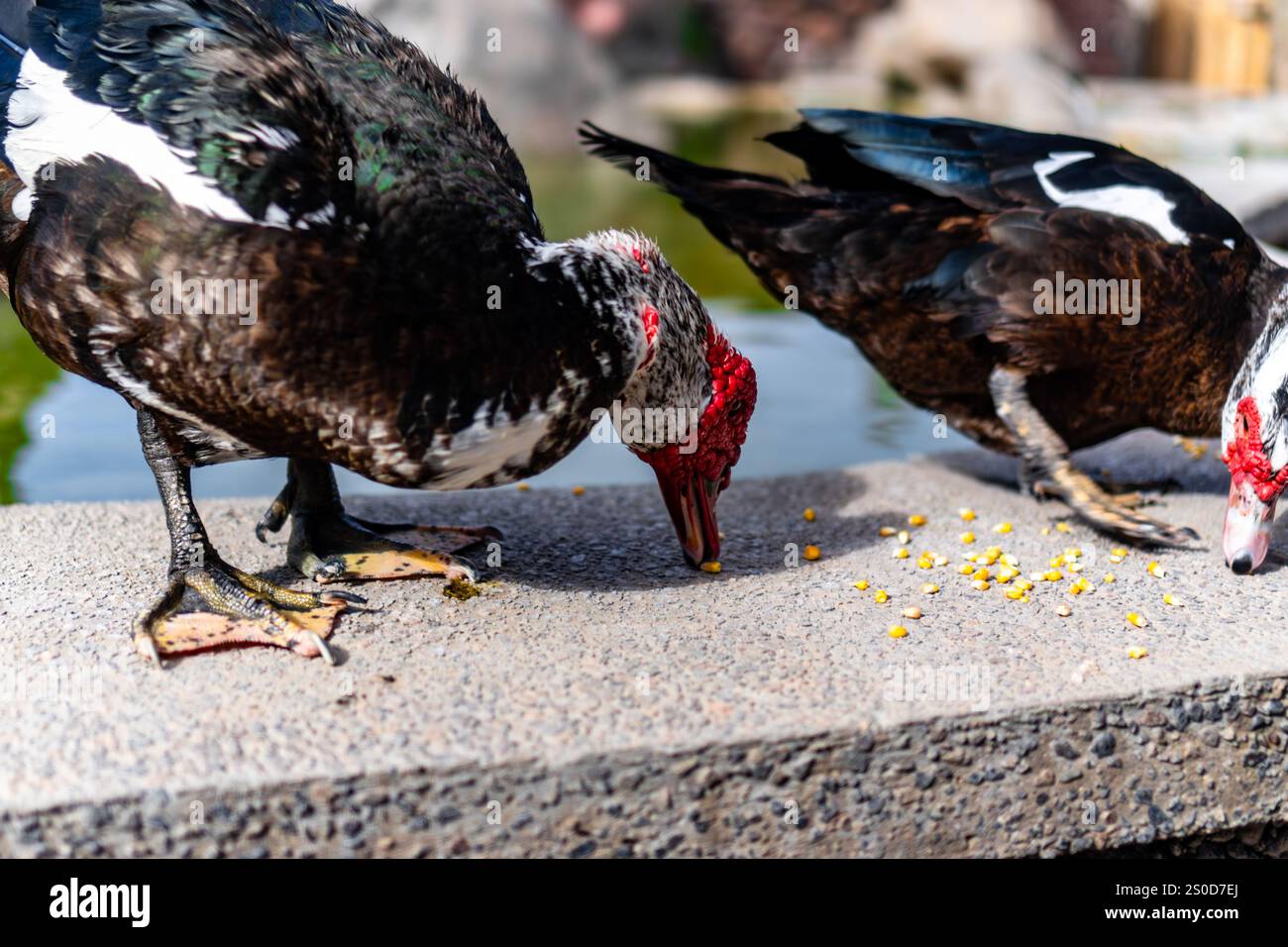 Two ducks are eating corn on a cement wall. The ducks are black and ...