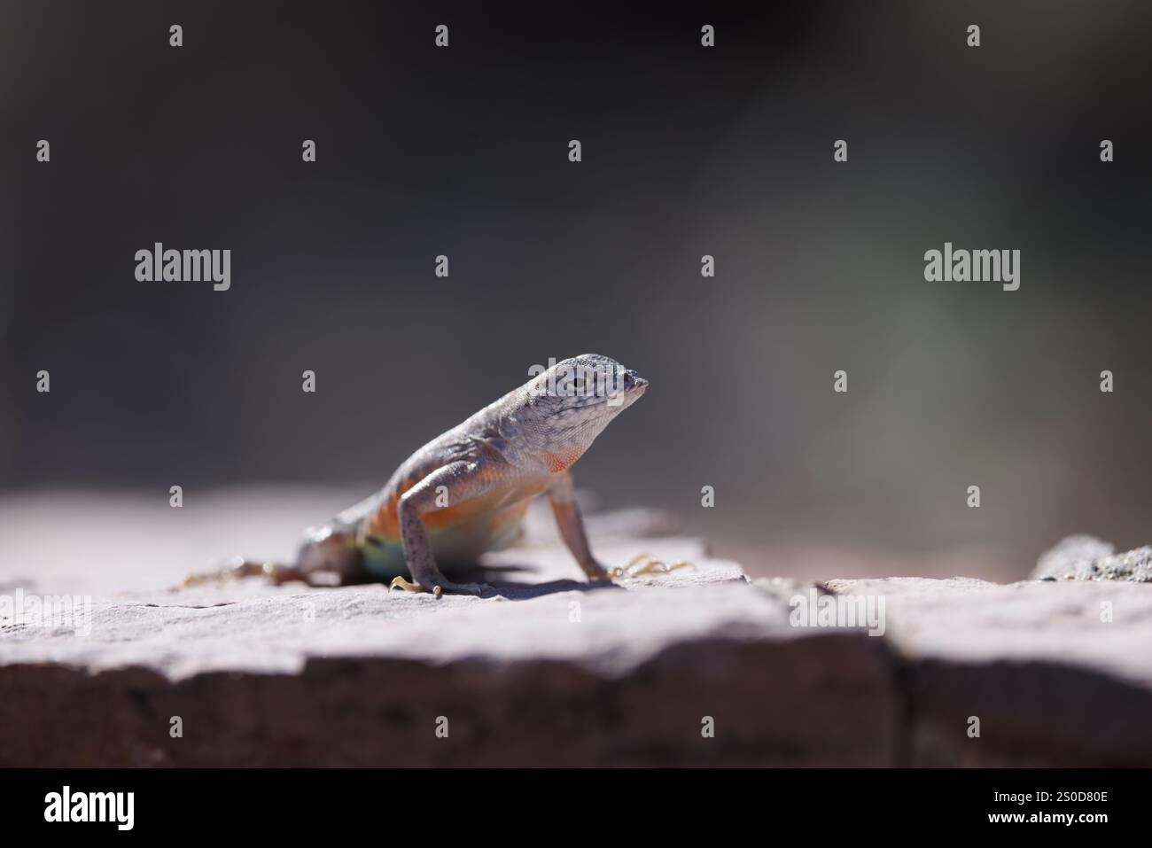 Female earless lizard hi-res stock photography and images - Alamy