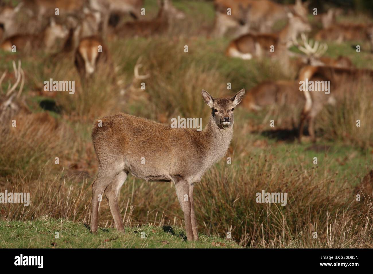 Female red deer closeup hi-res stock photography and images - Alamy