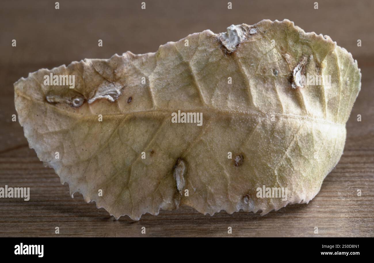An dead tropical yellow fallen dried tree leaf with fine visible ...