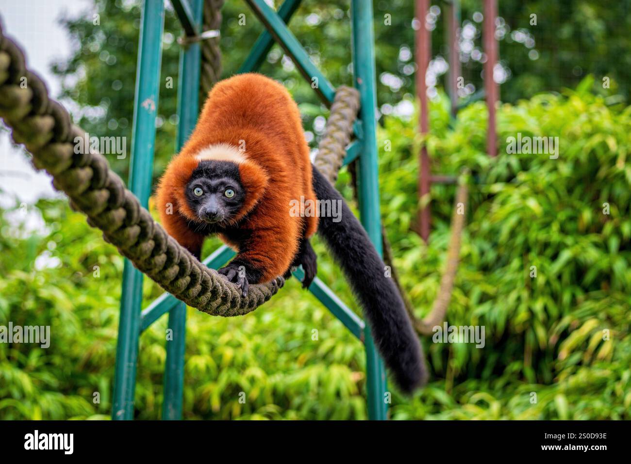 View of a red ruffed lemur in the zoo Stock Photo - Alamy