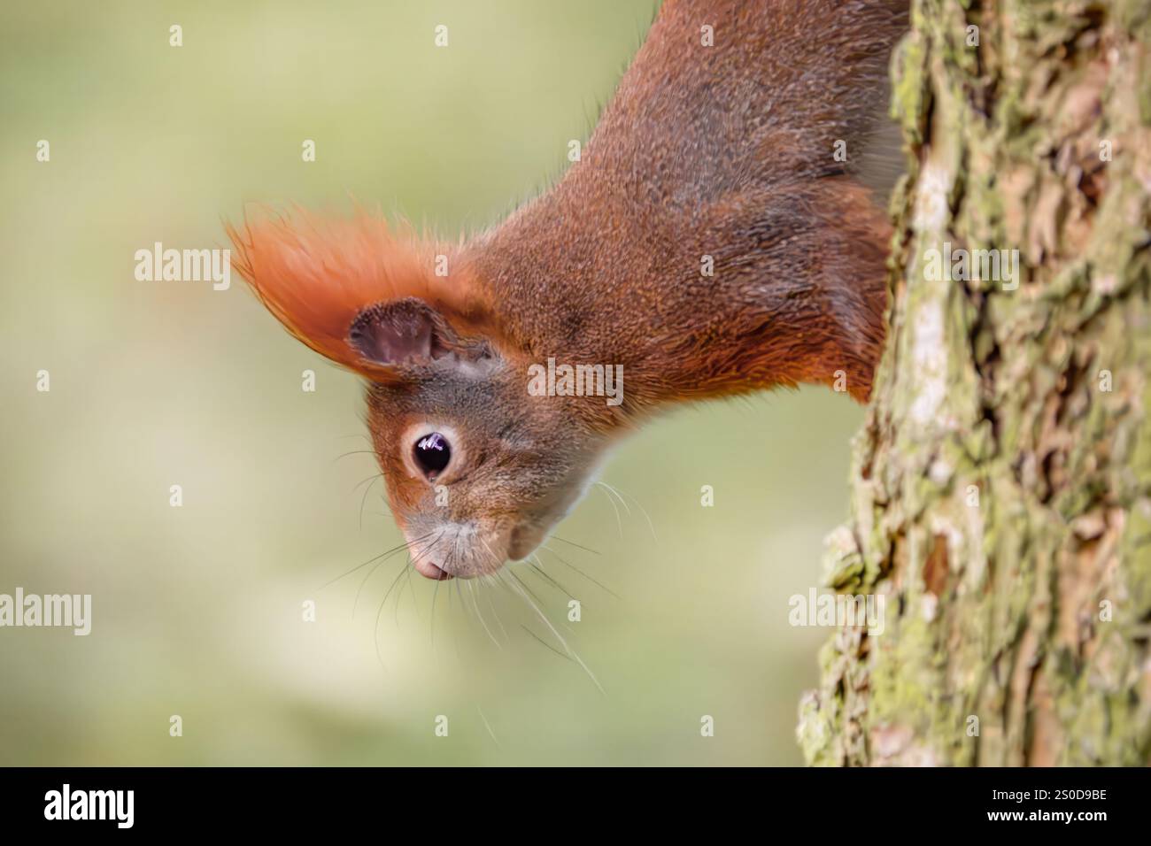 Squirrel hanging upside down on a tree trunk Stock Photo - Alamy