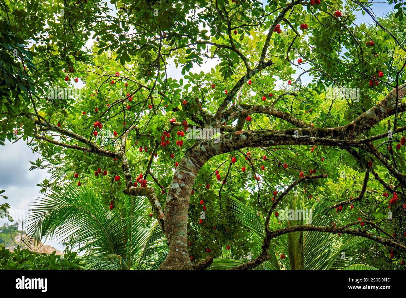 Tropical tree with red fruits in Jamaica Stock Photo - Alamy