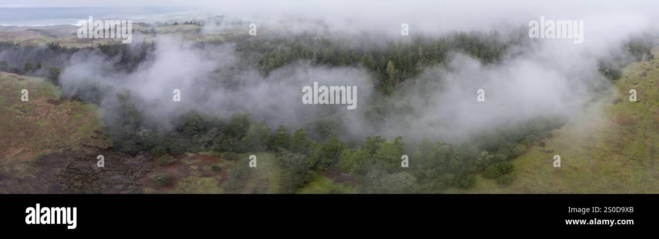 Misty clouds drift through the hills and forests of Santa Cruz ...