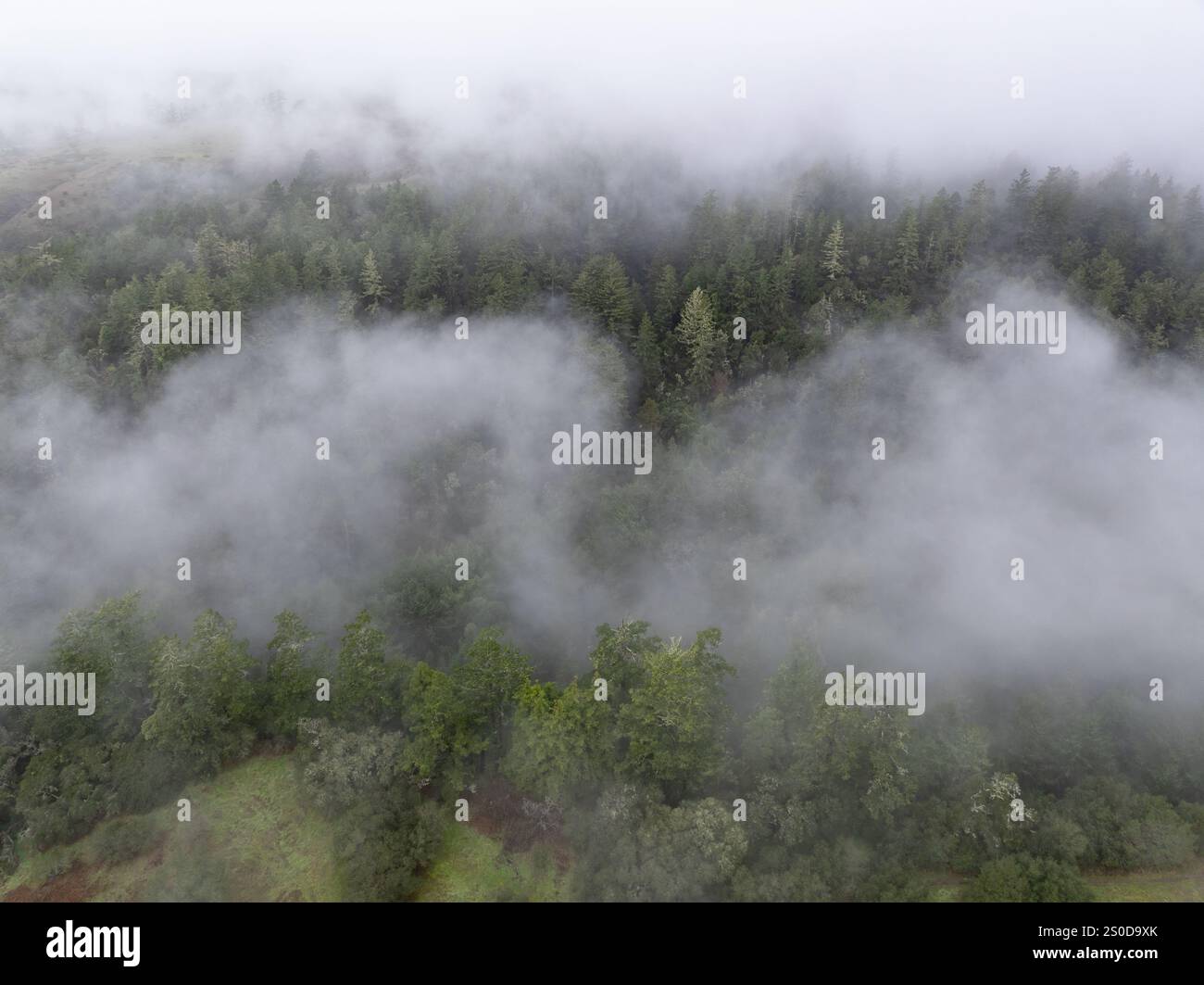 Misty clouds drift through the hills and forests of Santa Cruz ...