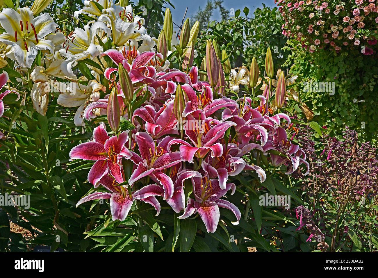 Lily Tree Purple Hype in a flower border Stock Photo - Alamy