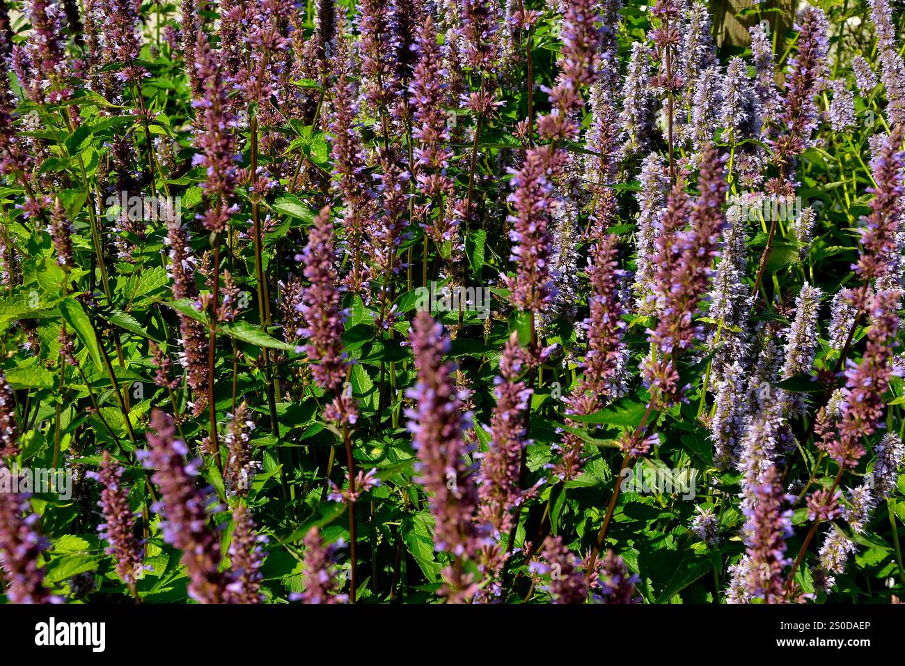 Red roof by loch Torridon Highlands Stock Photo - Alamy