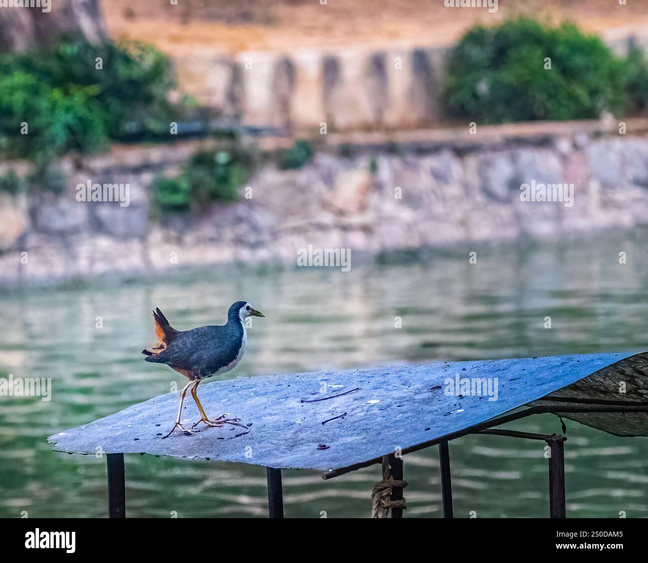 A White Chested hen on a roof Stock Photo - Alamy
