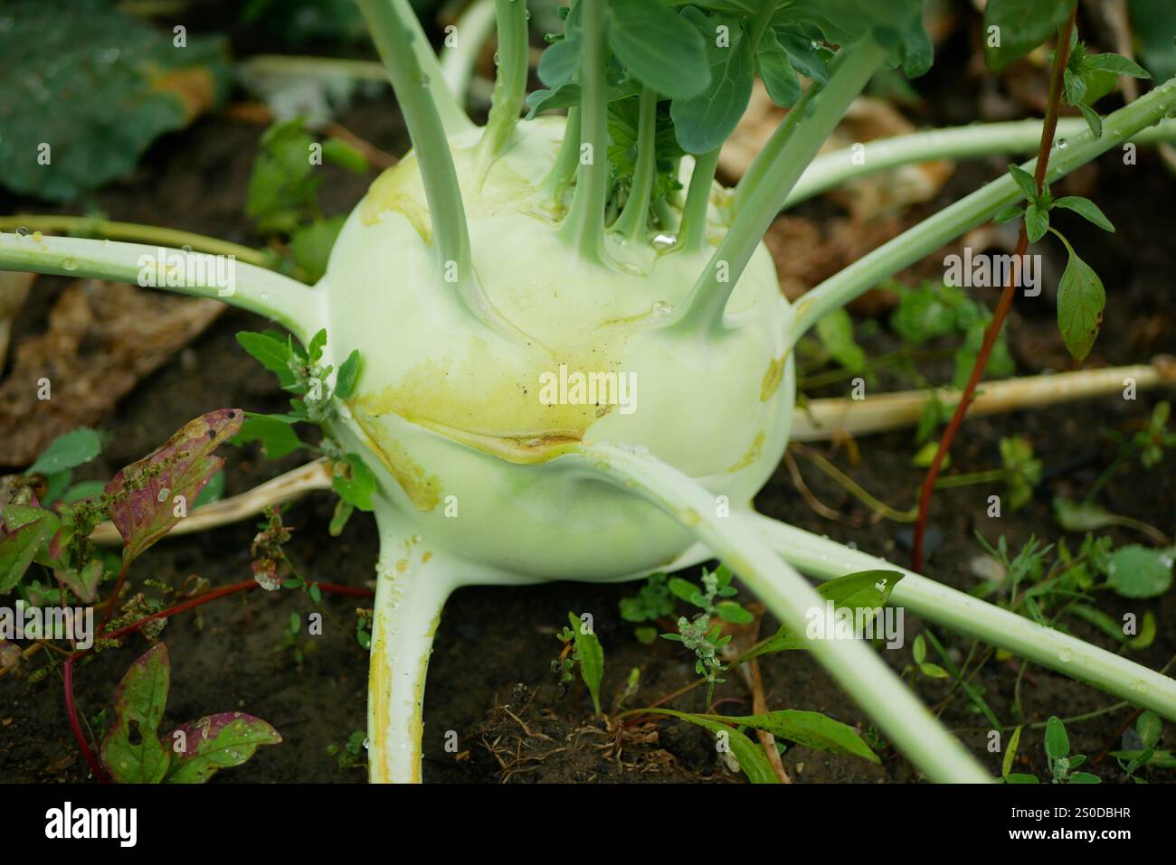 Kohlrabi harvest planting tuber bio detail greenhouse foil field land ...