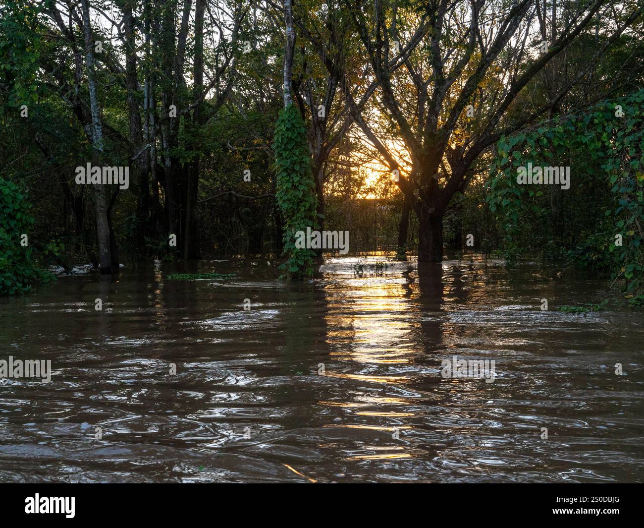 Amazon river landscape with submerged trees. Taken in the Mamiraua ...