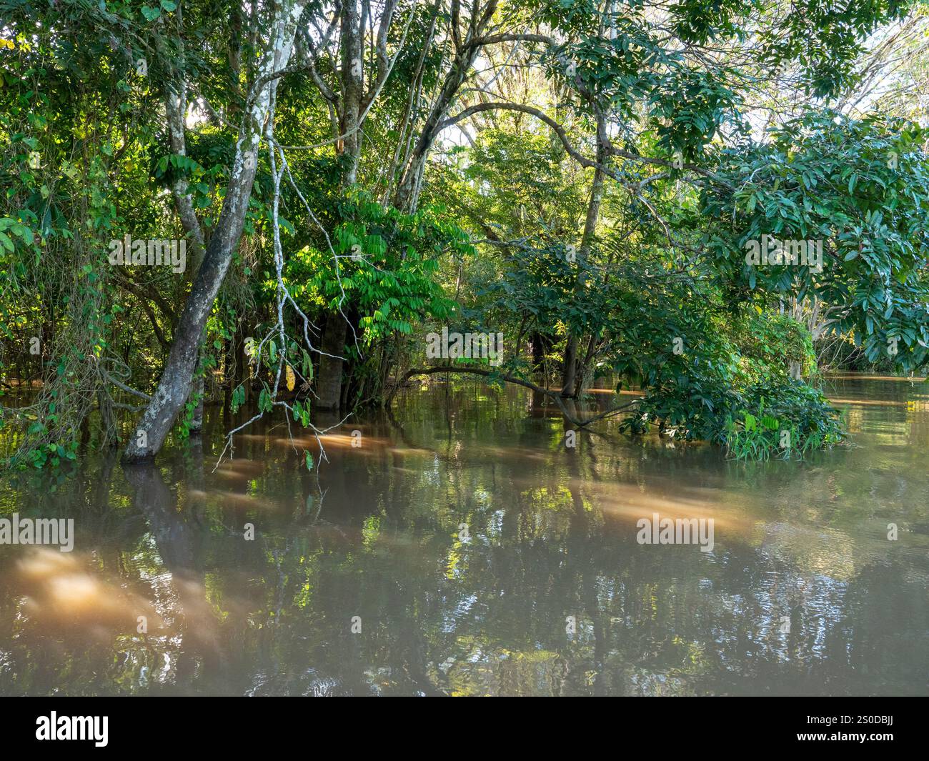 Amazon river landscape with submerged trees. Taken in the Mamiraua ...