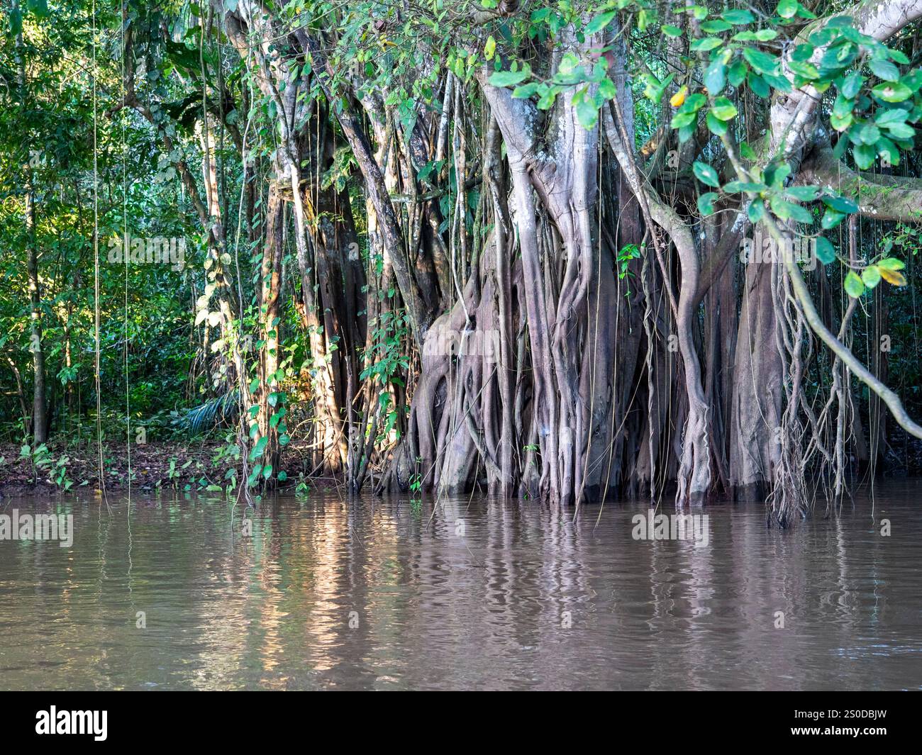 Amazon river landscape with submerged trees. Taken in the Mamiraua ...