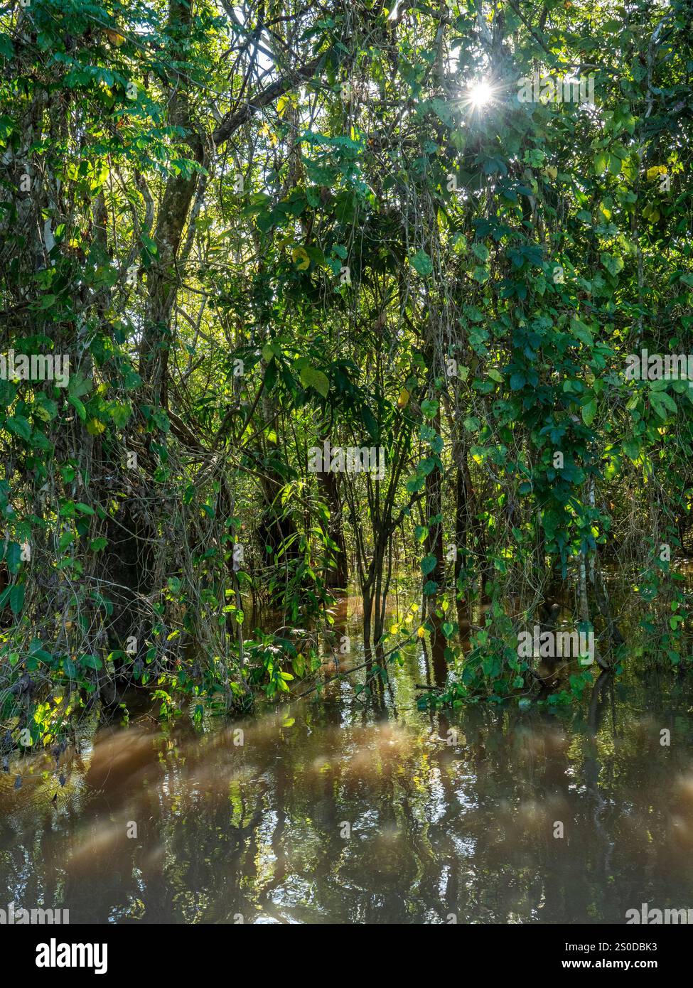 Amazon river landscape with submerged trees. Taken in the Mamiraua ...