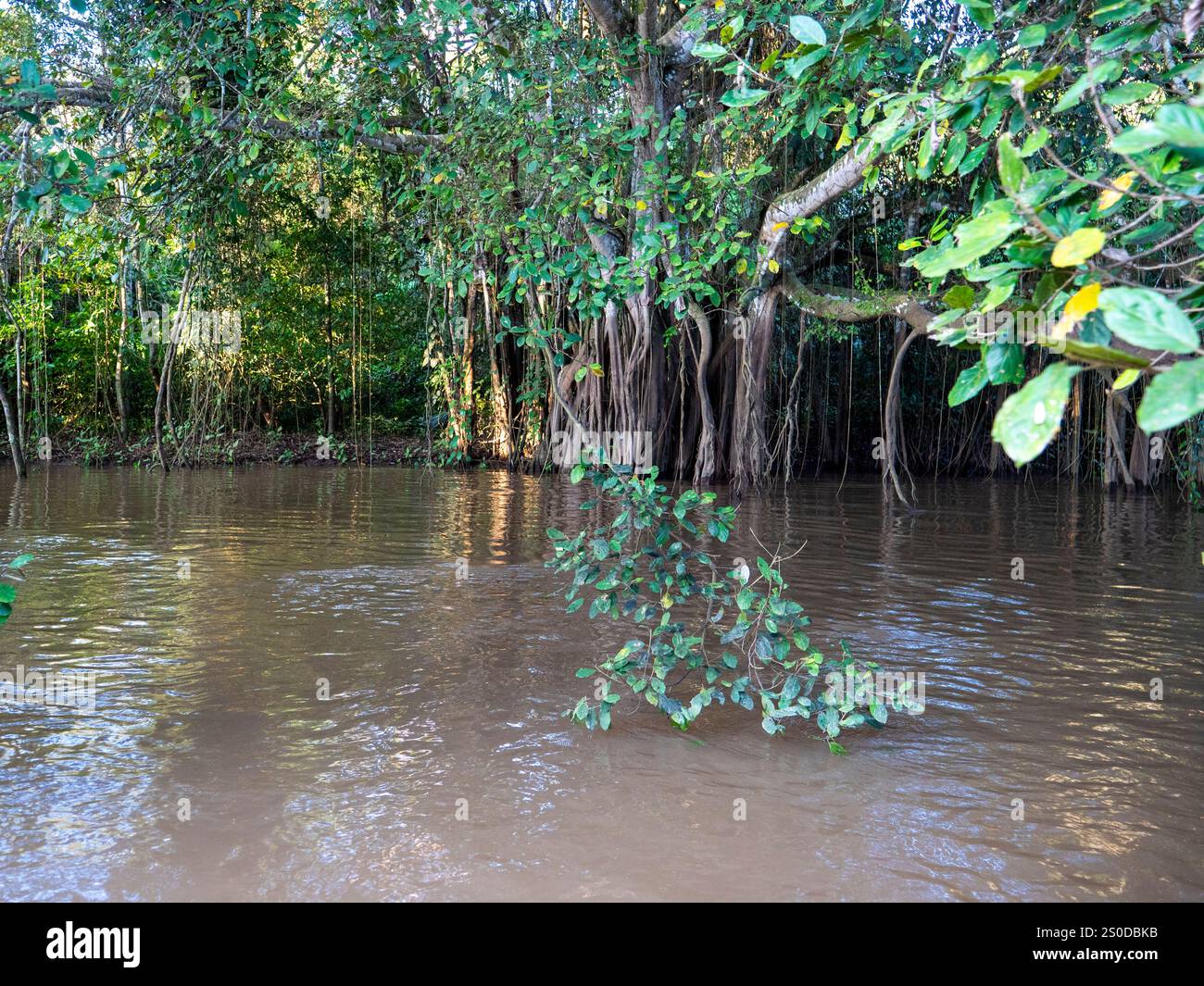 Amazon river landscape with submerged trees. Taken in the Mamiraua ...