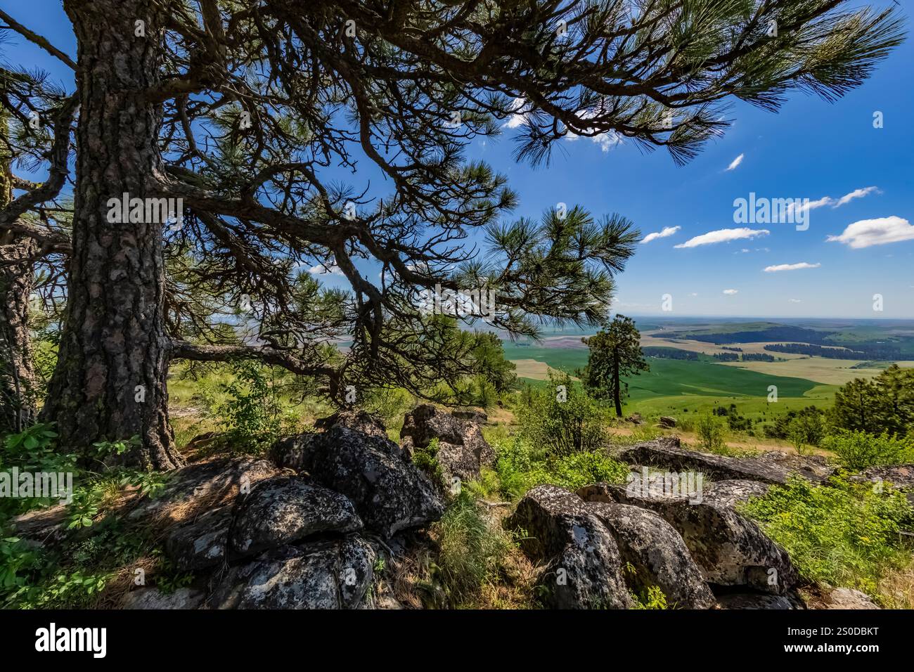 Ponderosa Pine atop ridge trail in Kamiak Butte County Park in the ...