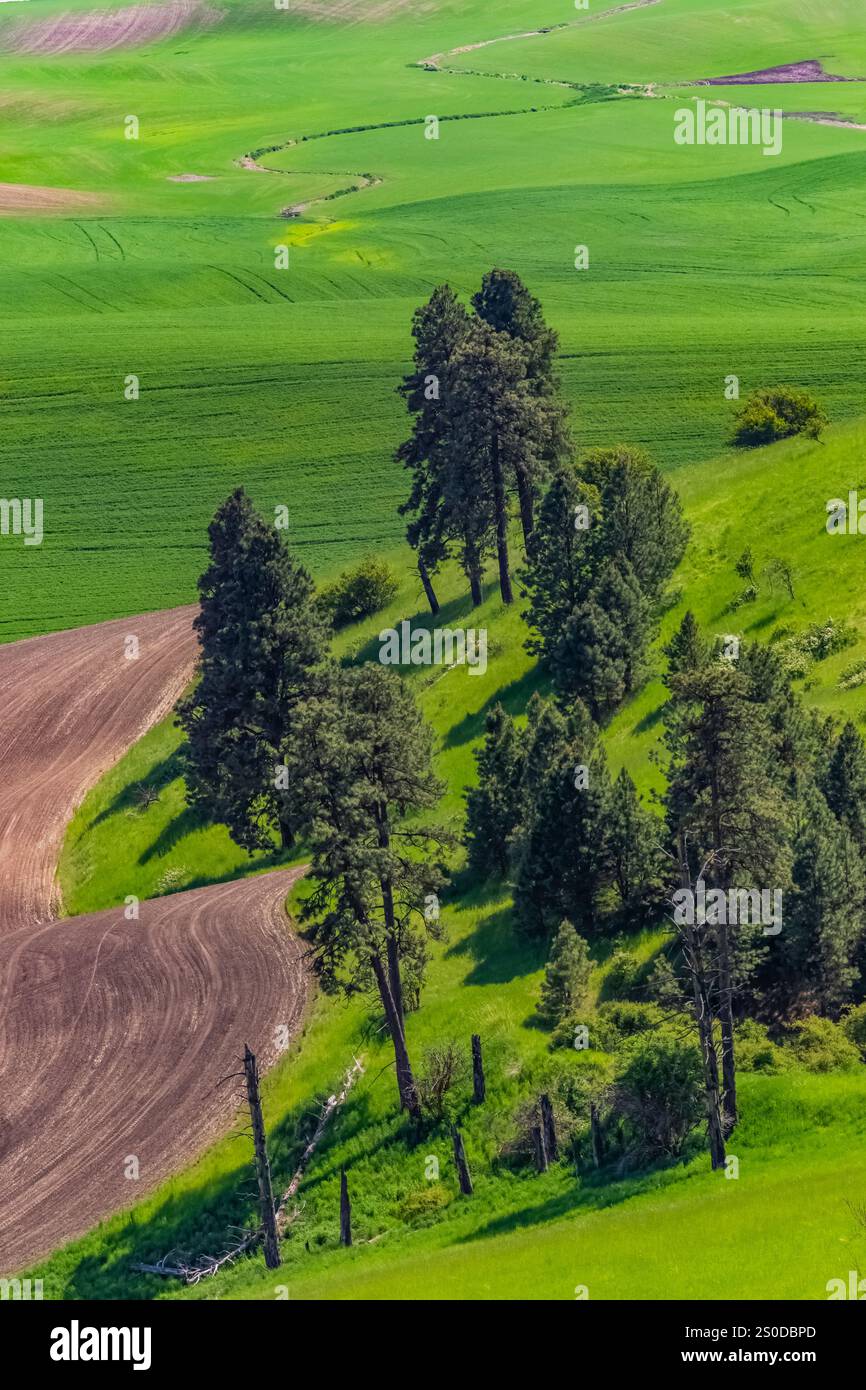View from Kamiak Butte County Park in the Palouse region, Washington ...