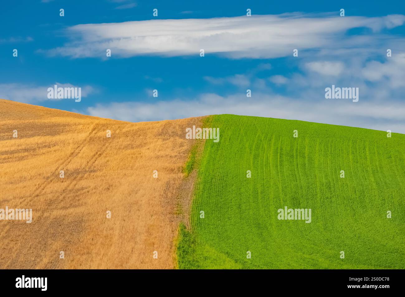 Rolling hills and wheat fields and a big sky in the Palouse region ...