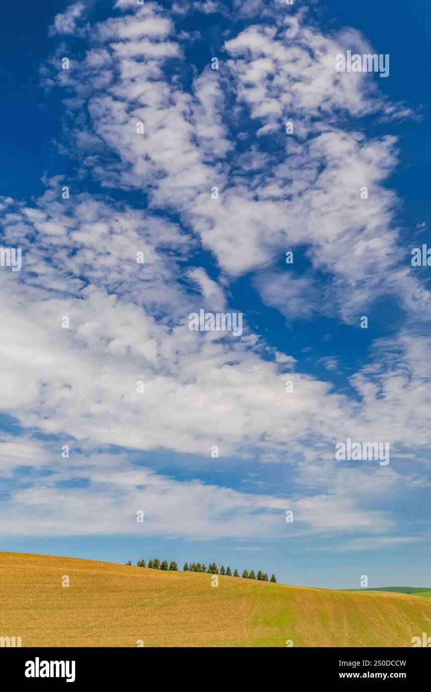 Rolling hills and wheat fields and a big sky in the Palouse region ...