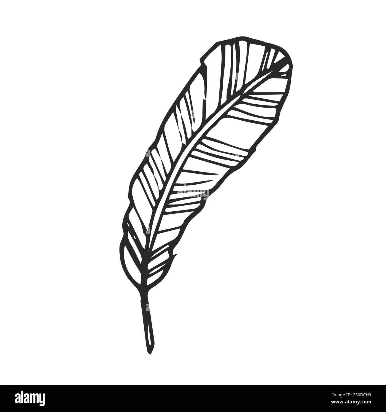 FEATHER LINE ART. Vector Feather Continuous Line Drawing. Vector for ...
