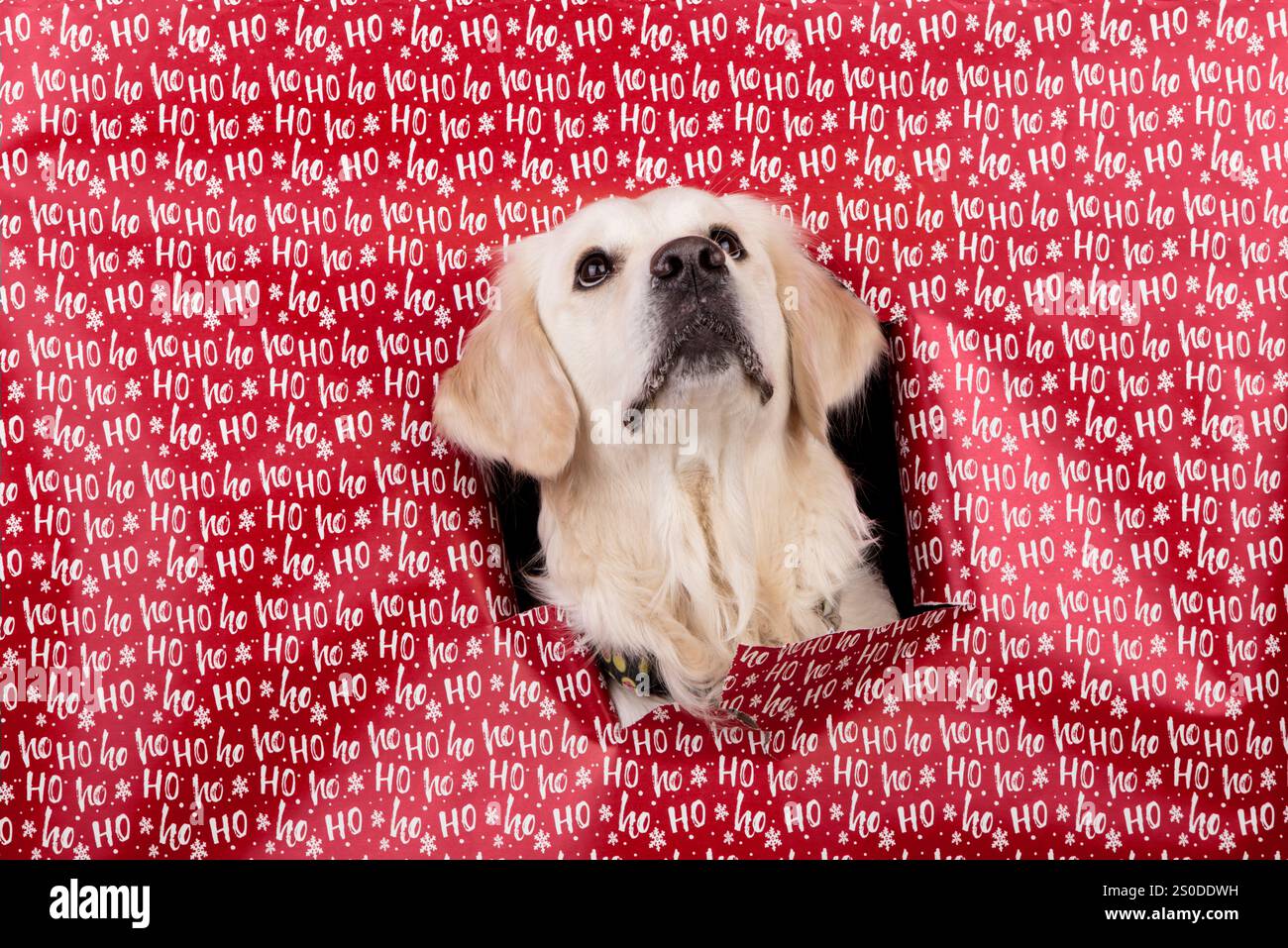 Golden Retriever dog looking up, sticking his head out through a hole ...