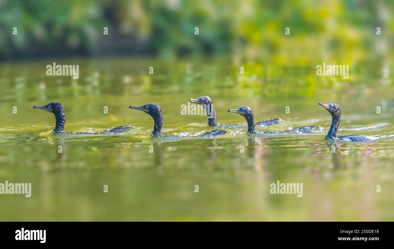 A Flock of Cormorant hunting in lake Stock Photo - Alamy
