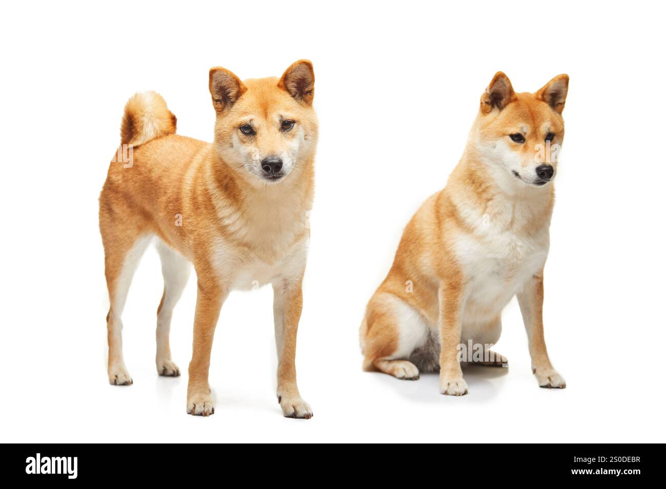 Two Standing Shiba Inu Dogs in a Studio Setting Stock Photo - Alamy