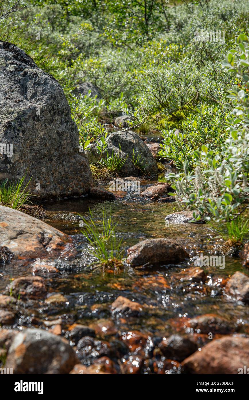 mountain river with clear clean water flows through green grass and ...