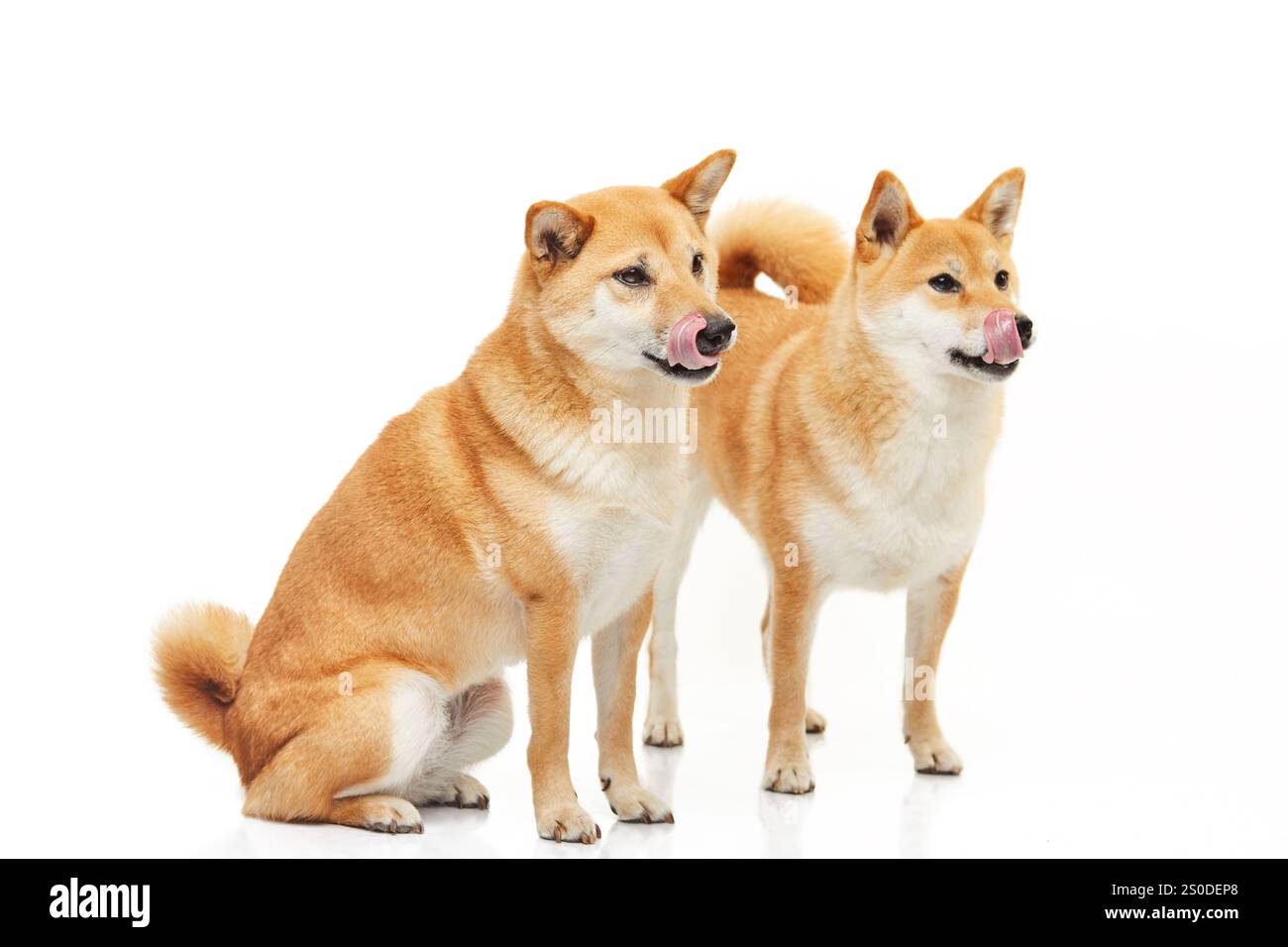 Two Shiba Inu Dogs Posing Together Stock Photo - Alamy